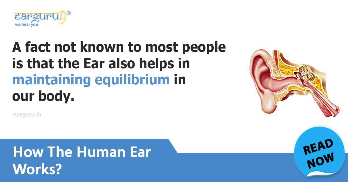 How the human ear works? learn about this amazing organ